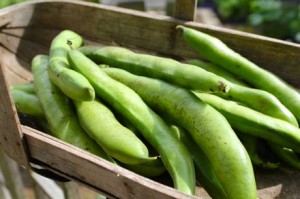 How to Shell Broadbeans | My Tiny Plot