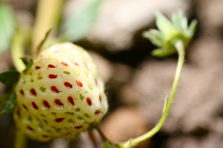 My Pineberry is Fruiting | My Tiny Plot
