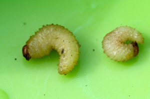 Root Weevil Larvae | My Tiny Plot